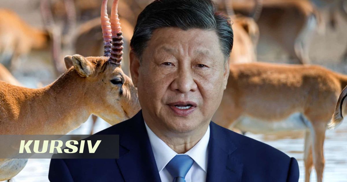 China’s panda diplomacy meets its Kazakh twin — ‘Saiga diplomacy’